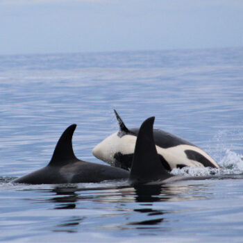 Bubble-Net Feeding Humpback Whale Tour | A Whale's Song Expedition