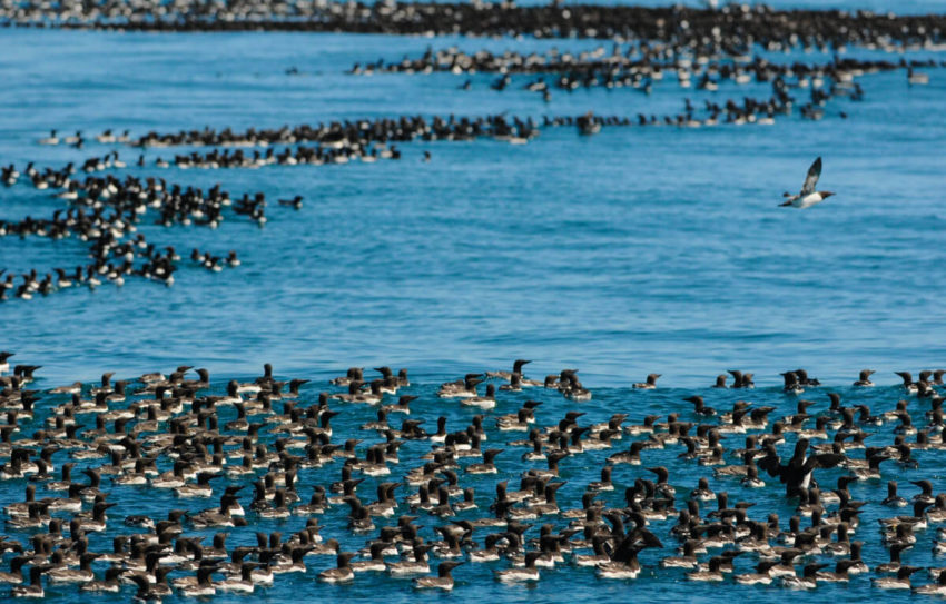 Sitka Birdwatching Tour | Alaska | A Whale's Song Expedition