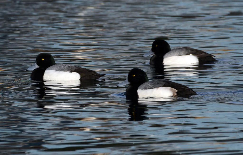 Sitka Birdwatching Tour | Alaska | A Whale's Song Expedition