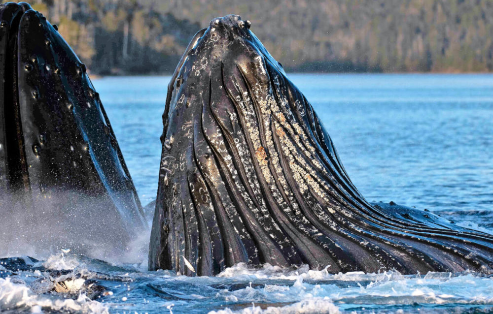 Bubble-Net Feeding Humpback Whale Tour | A Whale's Song Expedition