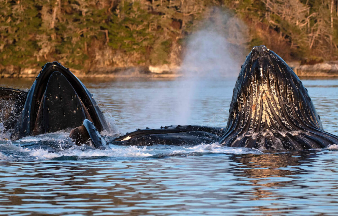 Bubble-Net Feeding Humpback Whale Tour | A Whale's Song Expedition