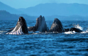 Bubble-Net Feeding Humpback Whale Tour | A Whale's Song Expedition
