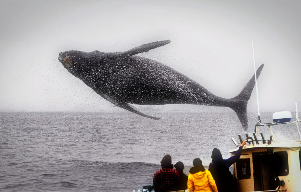 Our Vessel | A Whale's Song Expedition | Sitka, Alaska
