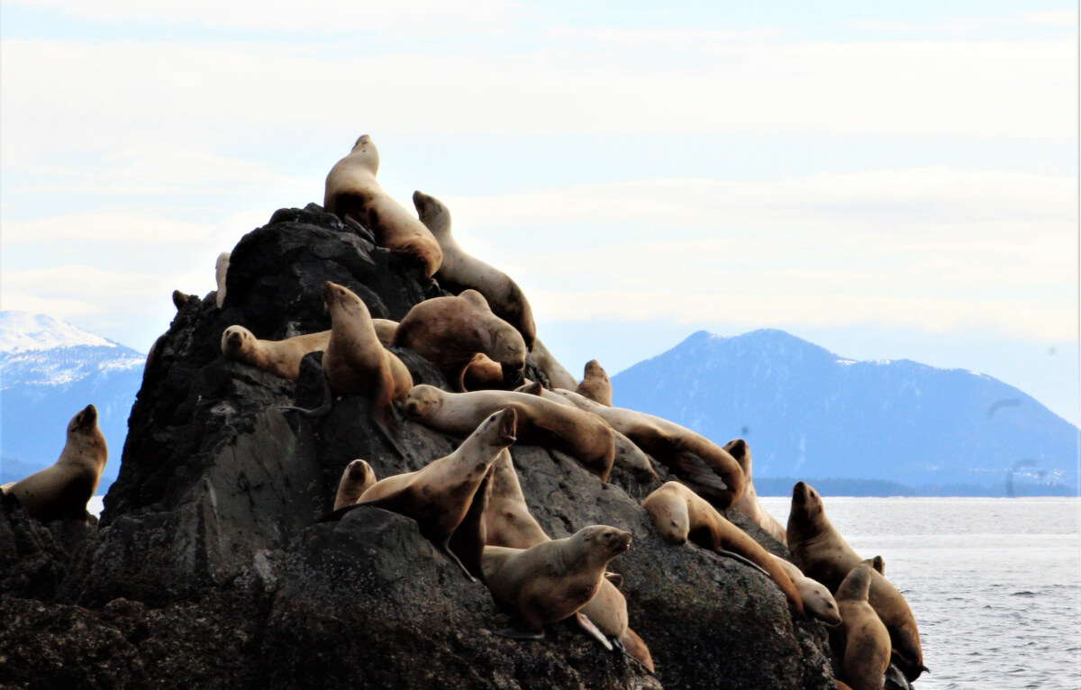 Meet The Wildlife | A Whale's Song Expedition | Sitka, Alaska
