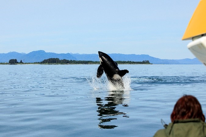 Unlocking the Wonders of Southeast Alaska | A Whale's Song Expeditions