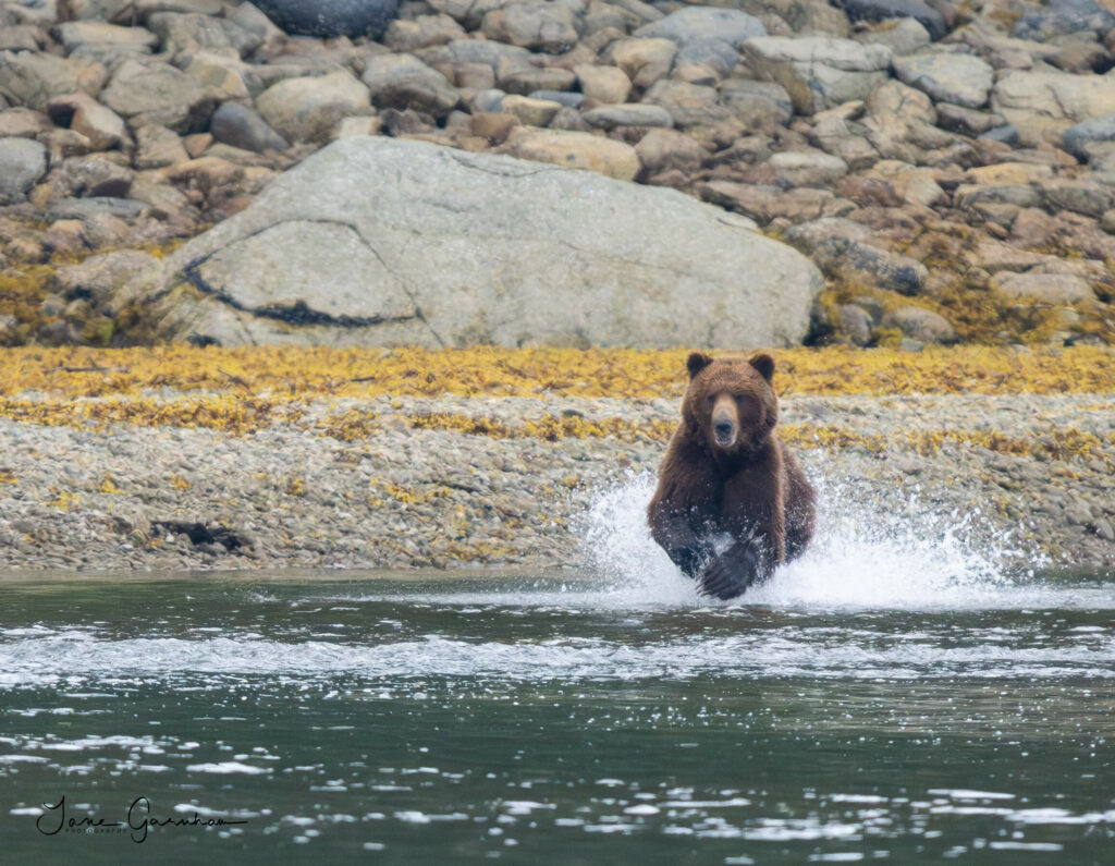 7-Day Ultimate Alaska Photography Tour | A Whale's Song Expedition