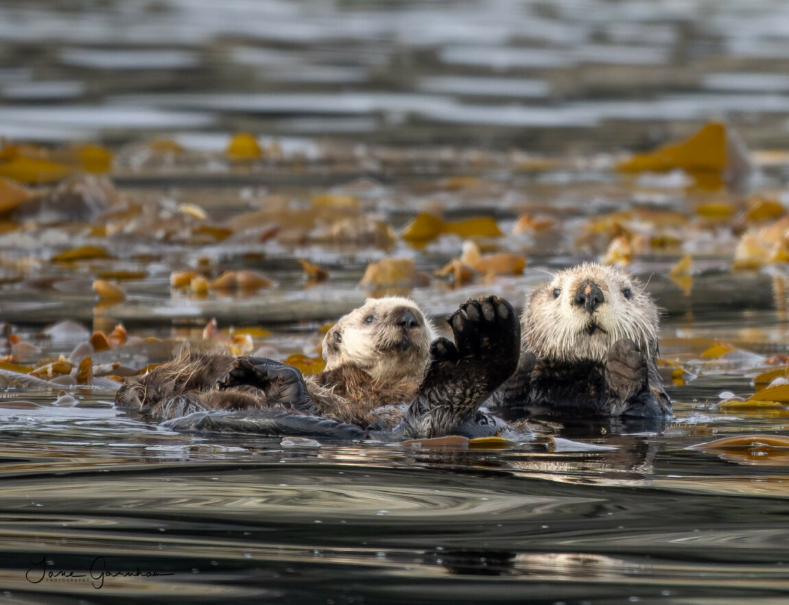 7-Day Ultimate Alaska Photography Tour | A Whale's Song Expedition
