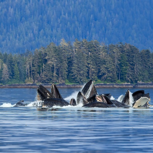 9-Day Seldom Seen Wildlife: Alaska Photography Tour | A Whale Song ...